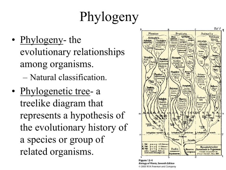 Phylogeny