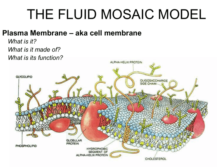 Fluid Mosaic Model: Cell Membrane Structure & Function