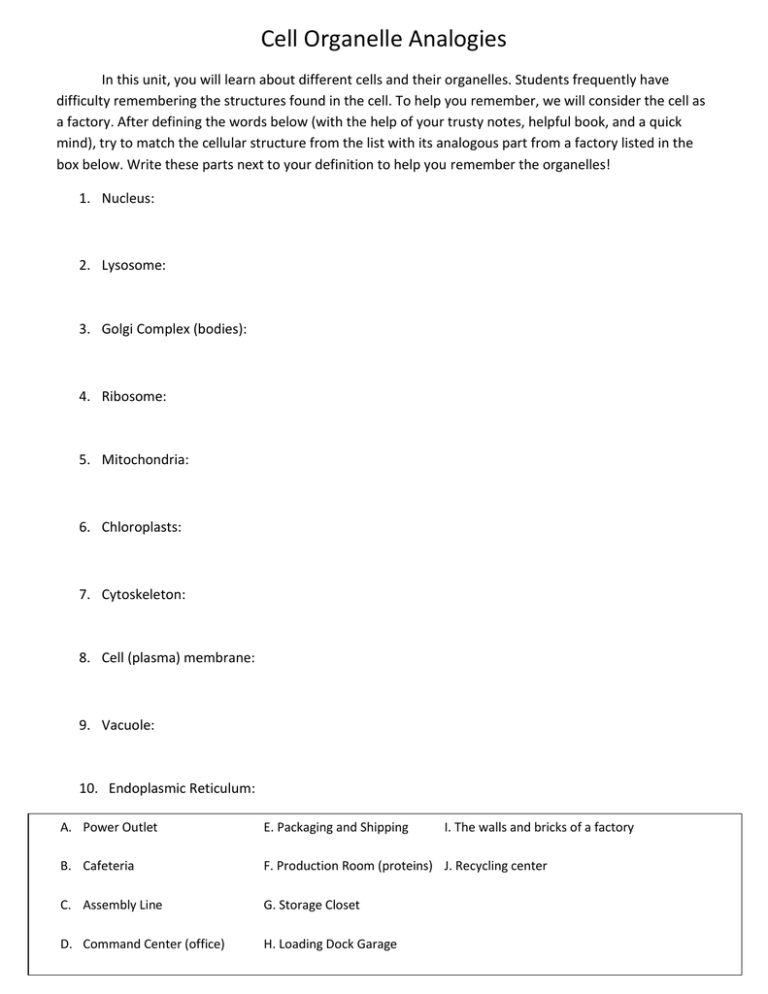 Cell Organelle Analogies Worksheet