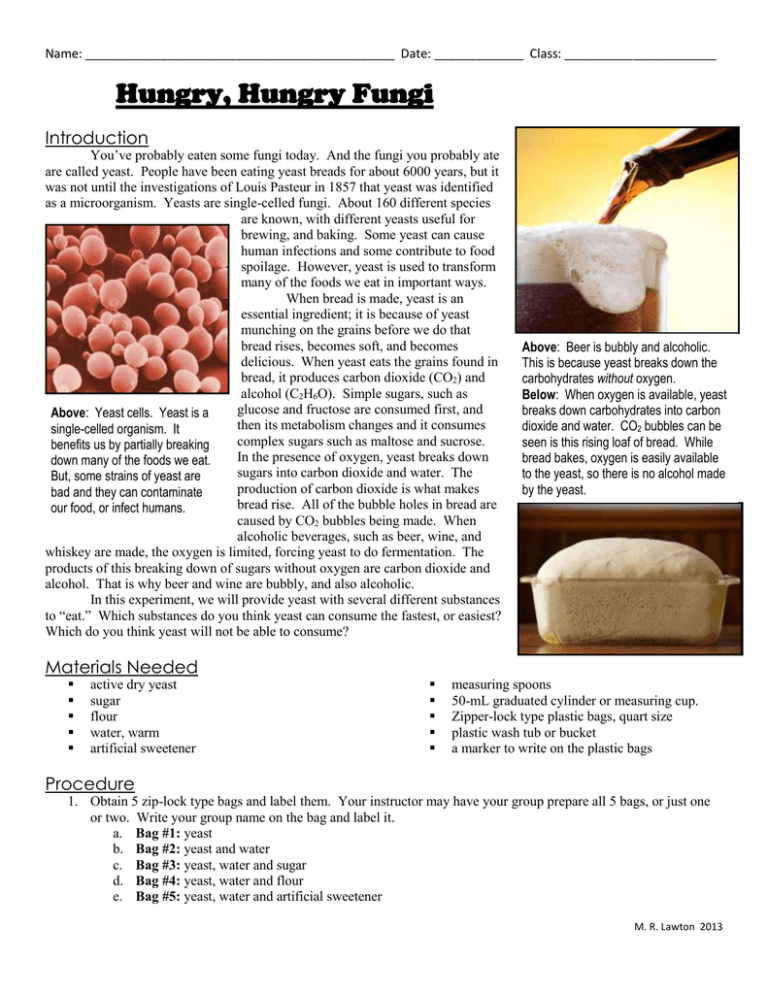 Yeast Experiment: Hungry Fungi Lab Worksheet