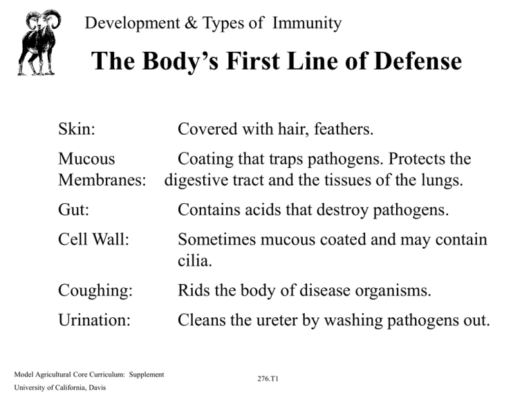 The Body s First Line Of Defense The Body s First Line Of Defense