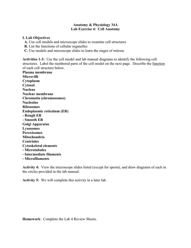 Lab 4 Cell Structure