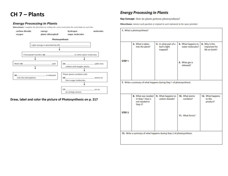 Photosynthesis & Plant Responses Worksheet