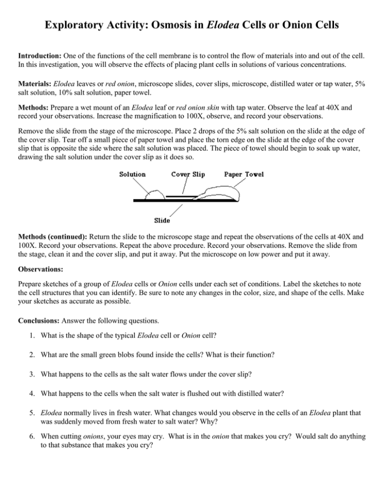 Osmosis Lab: Elodea & Onion Cells - High School Biology