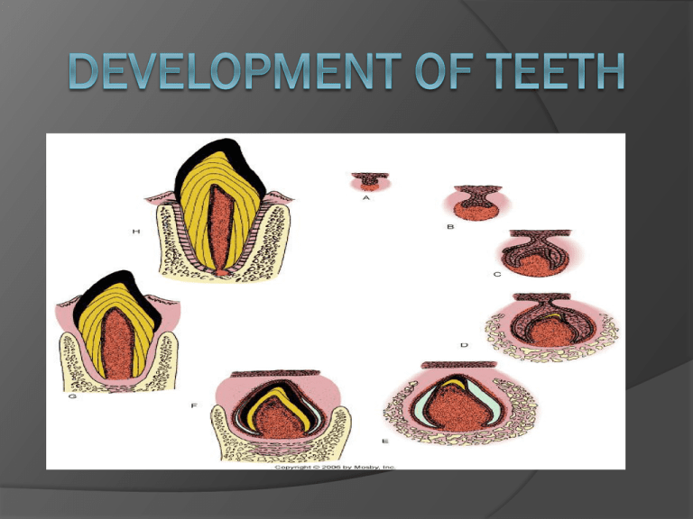 Tooth Development Stages: A Comprehensive Overview