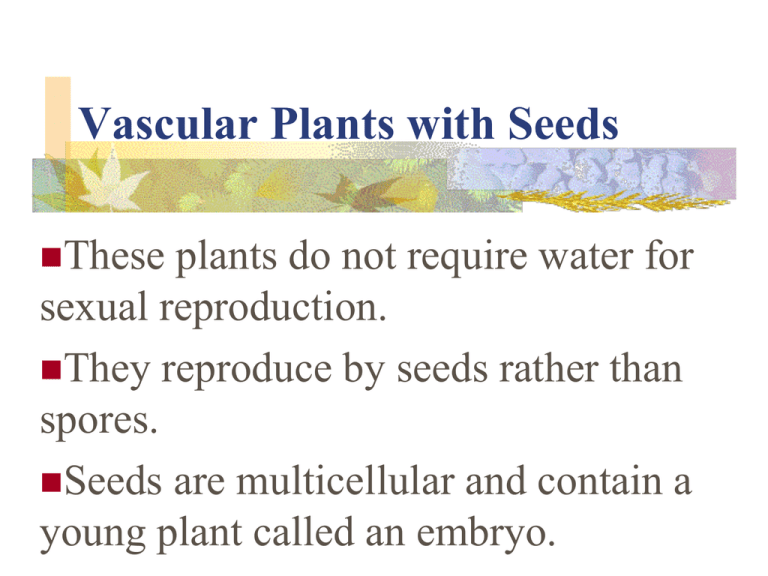 Seed Plants: Gymnosperms & Angiosperms Presentation