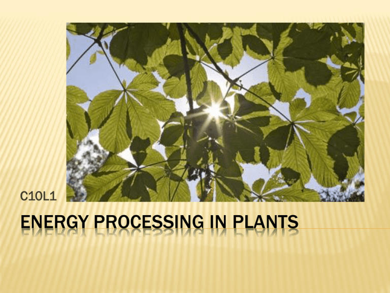 Energy Processing in Plants: Photosynthesis & Respiration