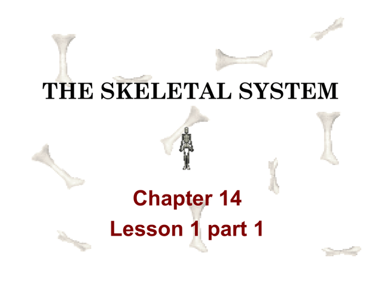 Skeletal System: Functions, Bones, and Structure