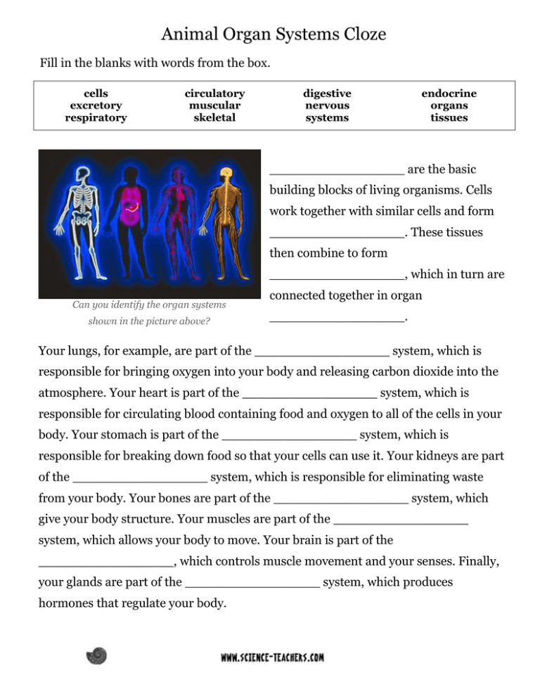 Animal Organ Systems Worksheet: Biology for Middle School