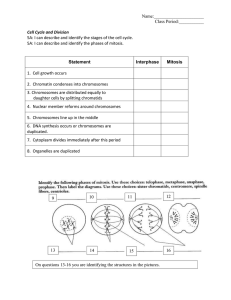 Extra Mitosis Practice