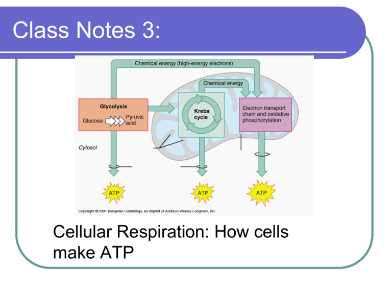 Cellular Respiration: Class Notes on ATP Production