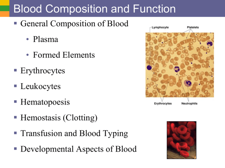 Blood Composition & Function: Erythrocytes, Leukocytes, Clotting