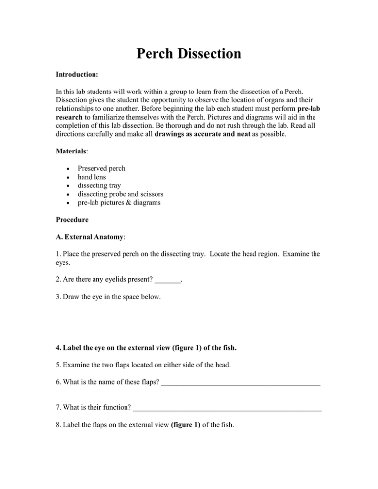 Perch Dissection Lab Guide: Anatomy & Procedure