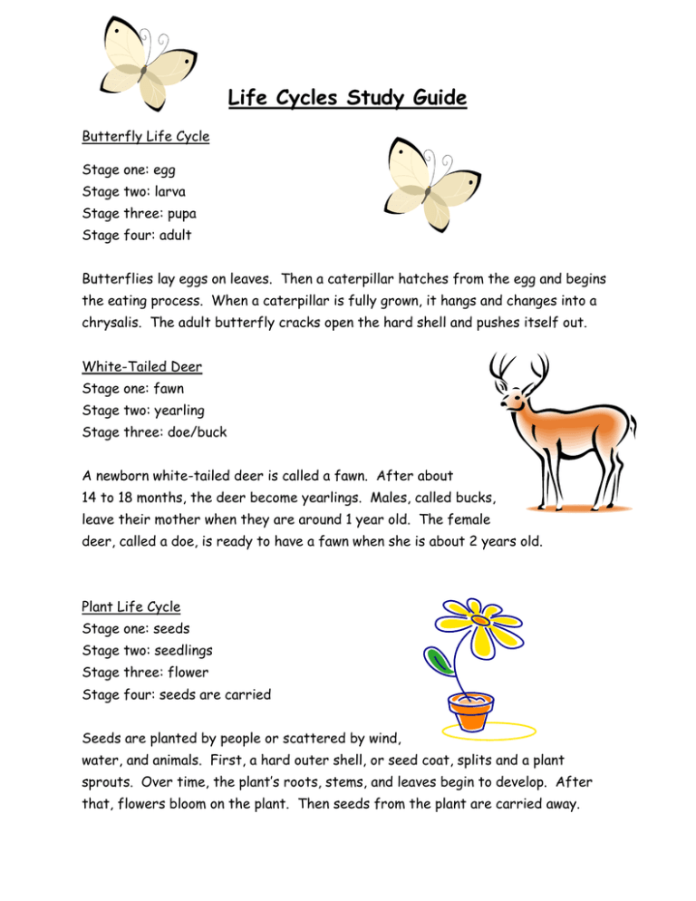 Life Cycles: Butterfly, Deer, Plant Study Guide