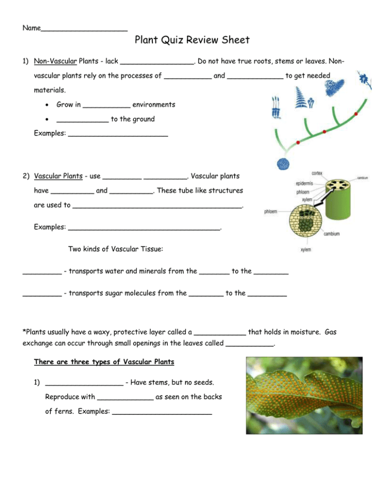Plant Quiz Review: Vascular & Non-Vascular Plants