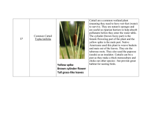 cattail-comparison