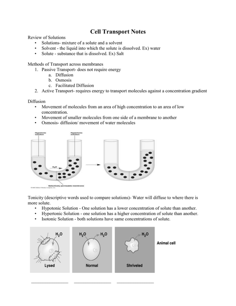 Cell Transport Notes
