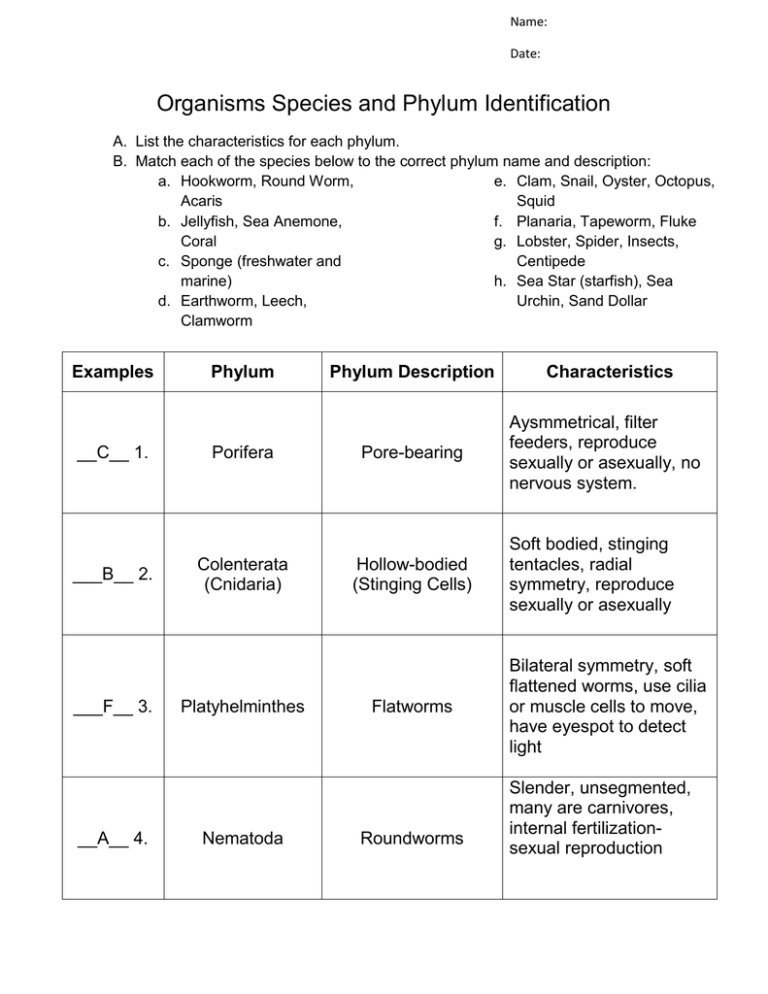 Organism Species and Phylum Identification Worksheet