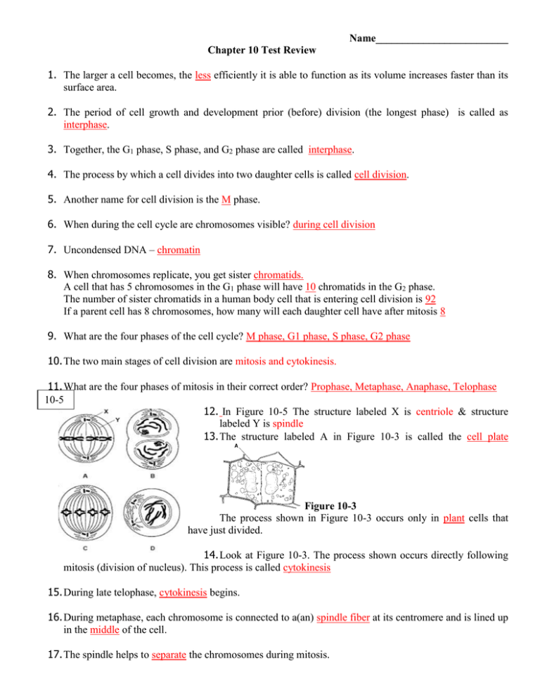 Cell Division & Mitosis Test Review - High School Biology