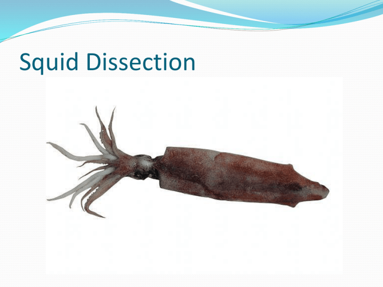 Squid Dissection Lab Manual: Anatomy & Taxonomy