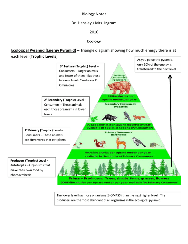 Ecological Pyramid: Trophic Levels & Energy Transfer