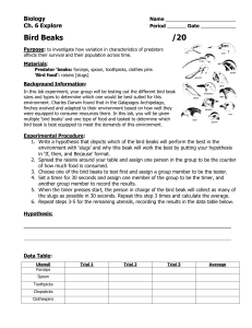 Bird Beak Adaptations Worksheet: Fill the Bill Activity