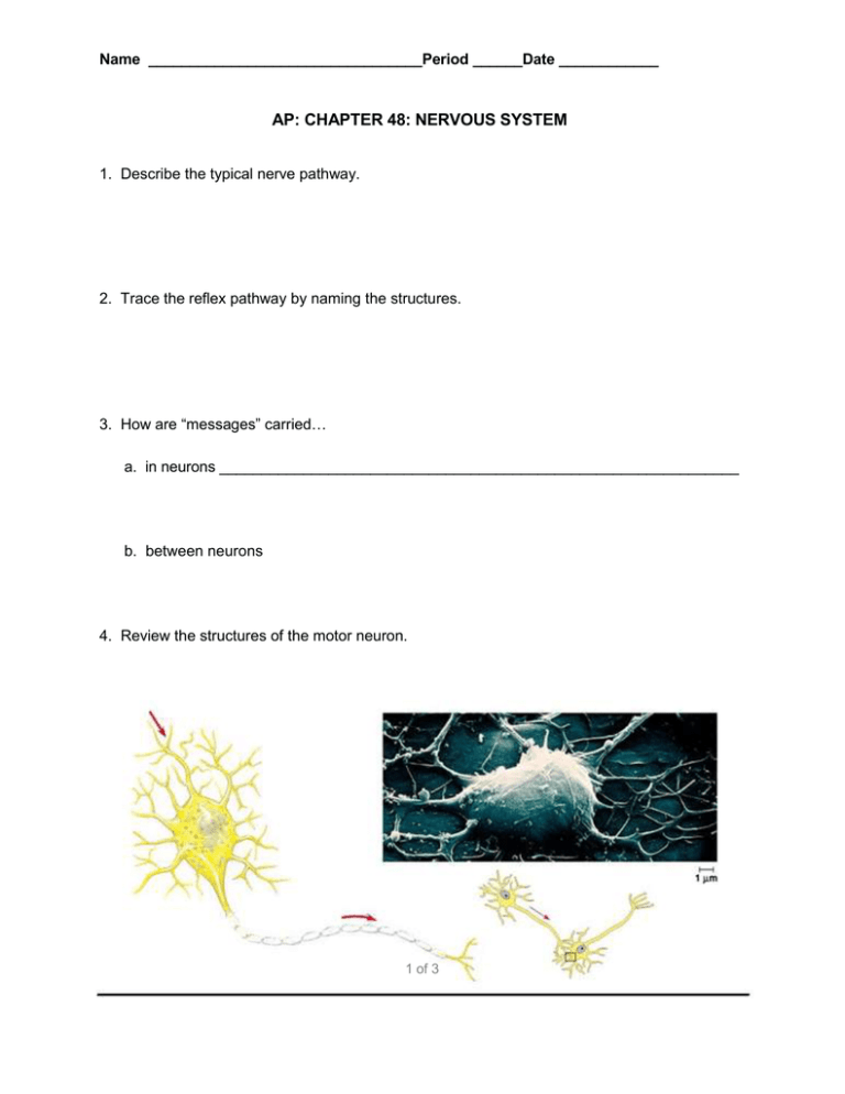 Nervous System Worksheet: AP Biology Review