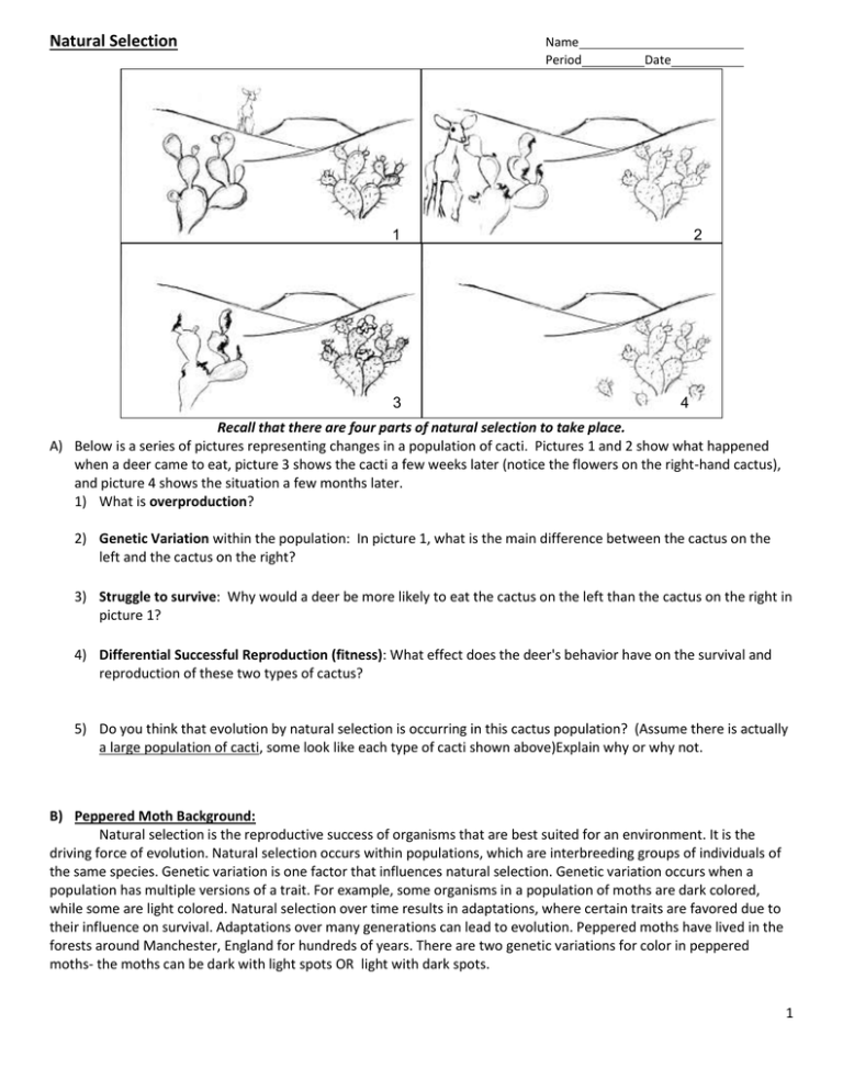 Natural Selection Worksheet: Cacti & Peppered Moths