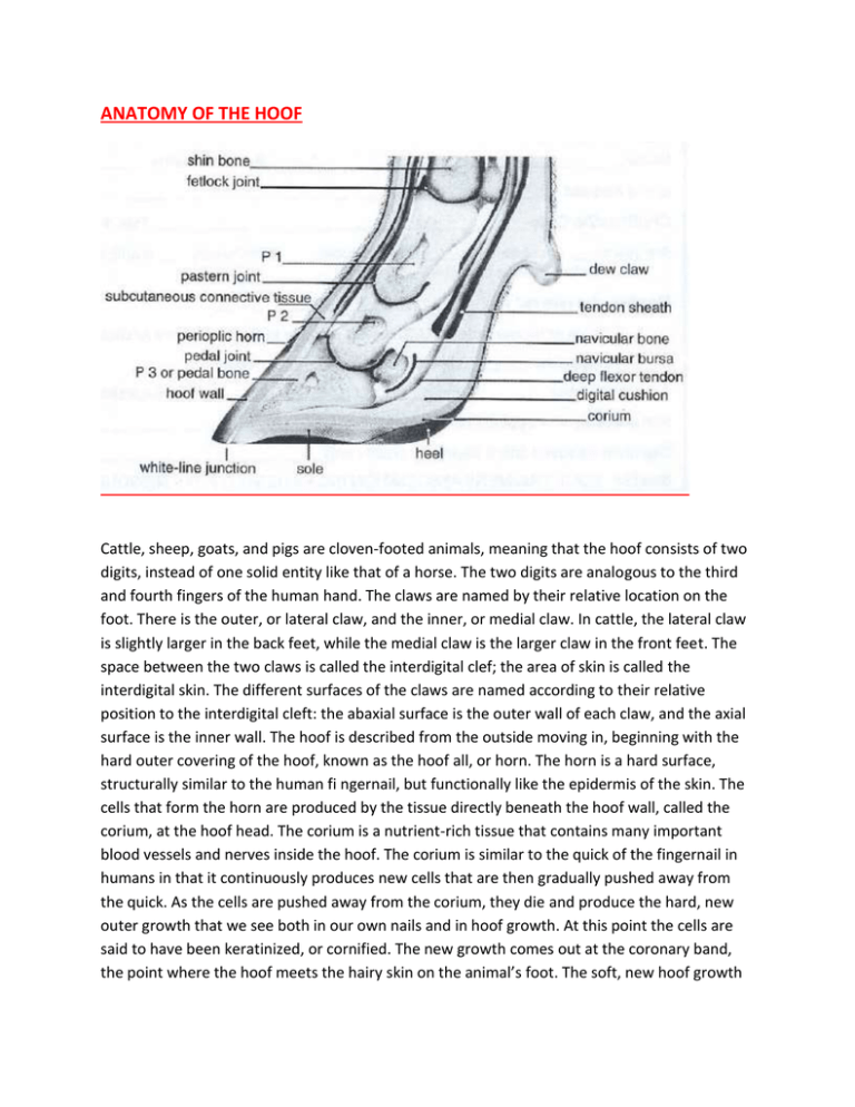 Hoof Anatomy: Cattle, Sheep, Goats, Pigs & Horses