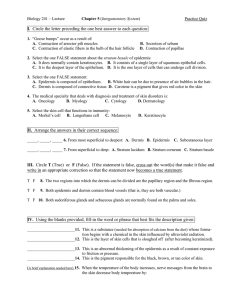 Epidermis Worksheet: Layers & Cells