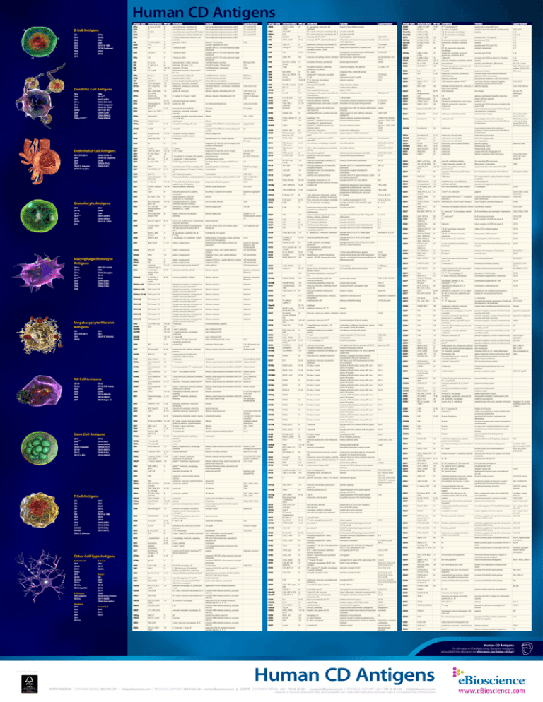 Human CD Antigens Reference Chart