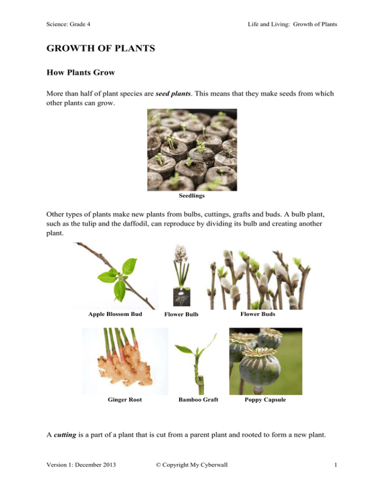 growth of plants
