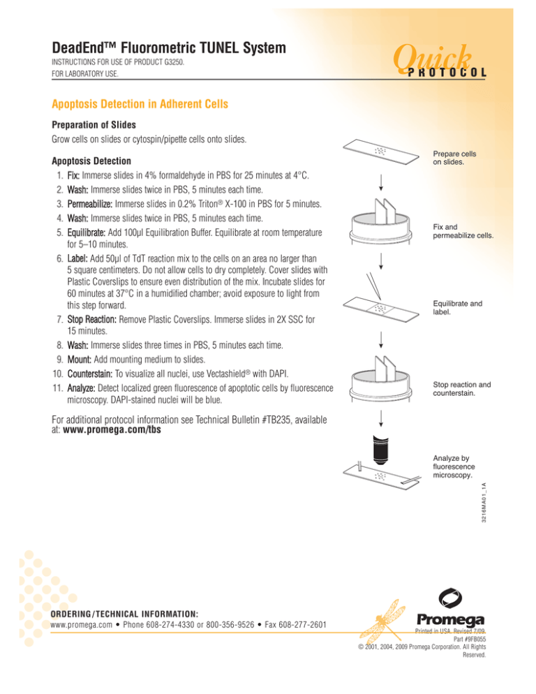TUNEL Assay Protocol: Apoptosis Detection Guide