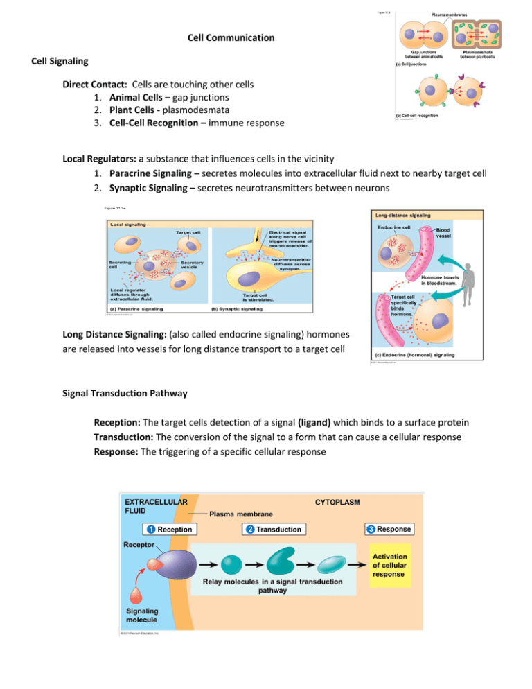 Cell Communication Cell Signaling Direct Contact: Cells are