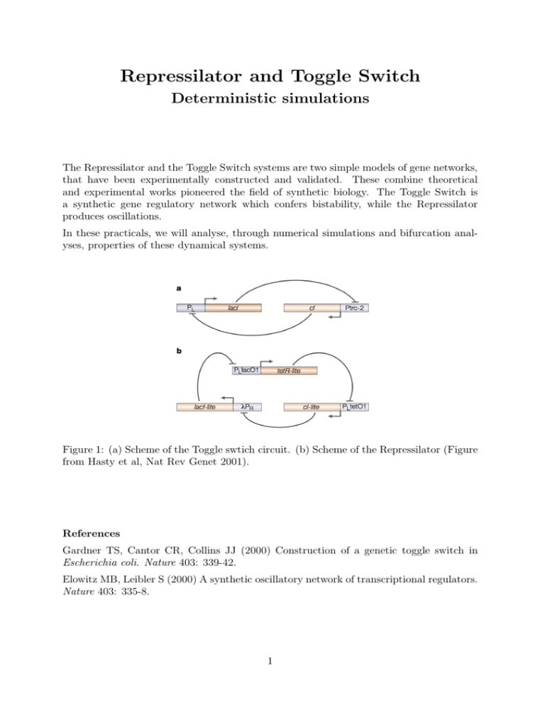 Repressilator & Toggle Switch: Gene Network Simulations