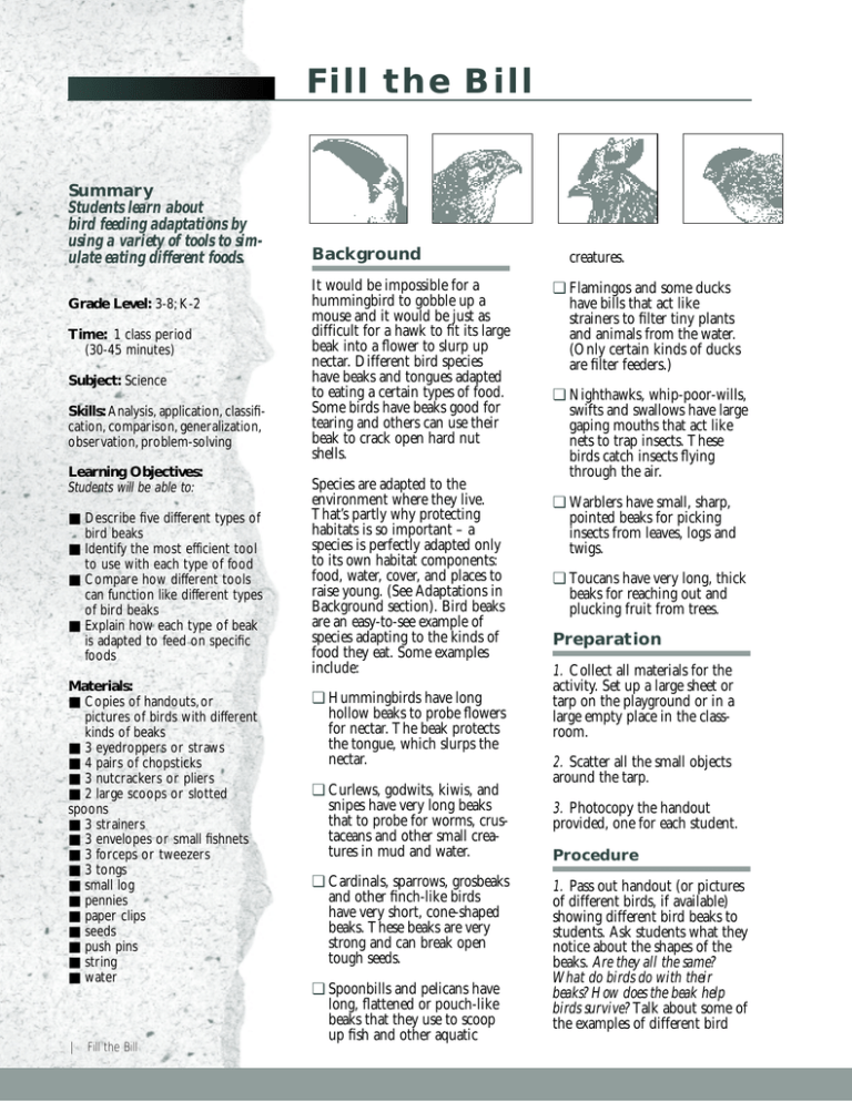 Bird Beak Adaptations Worksheet: Fill the Bill Activity