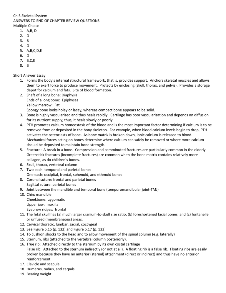 Skeletal System Chapter Review Answer Key