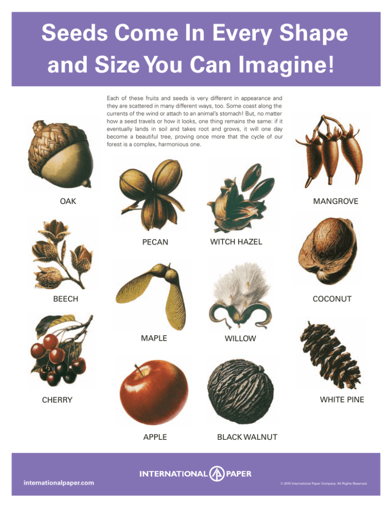Seed Dispersal: How Seeds Travel - Educational Guide