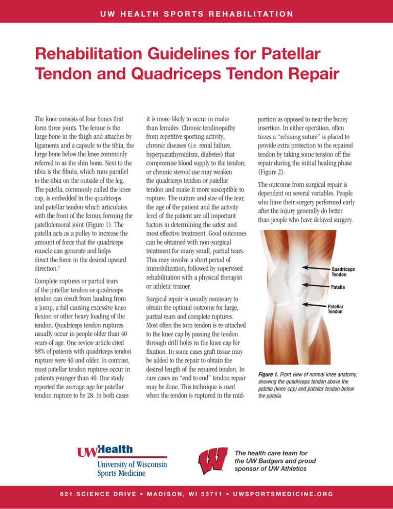 Patellar & Quadriceps Tendon Repair Rehab Guidelines