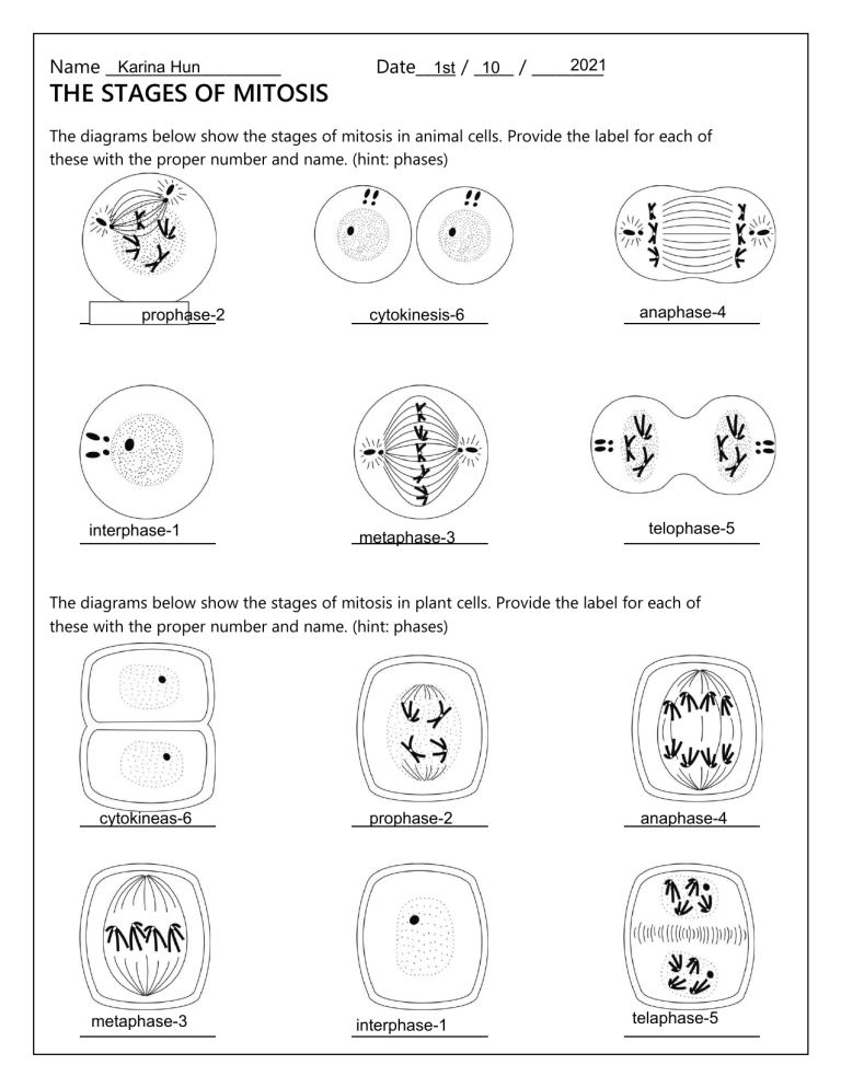 Mitosis Stages Worksheet: Animal & Plant Cells