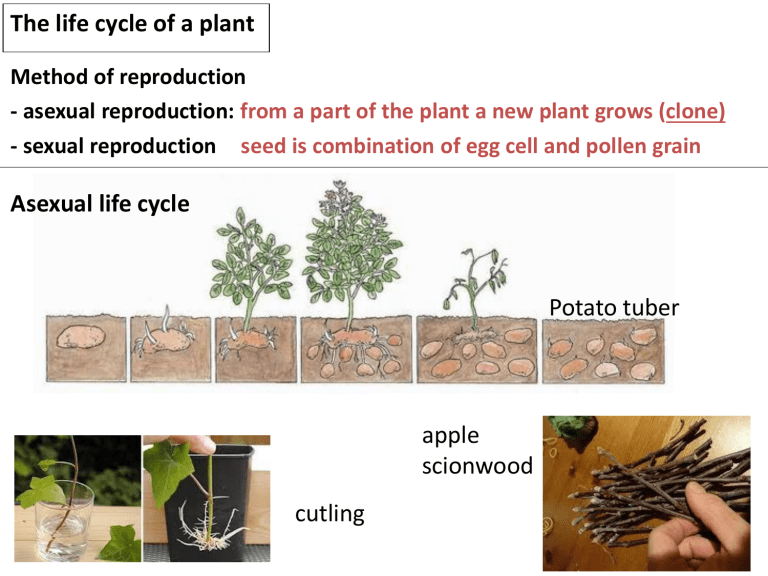 apple-life cycle
