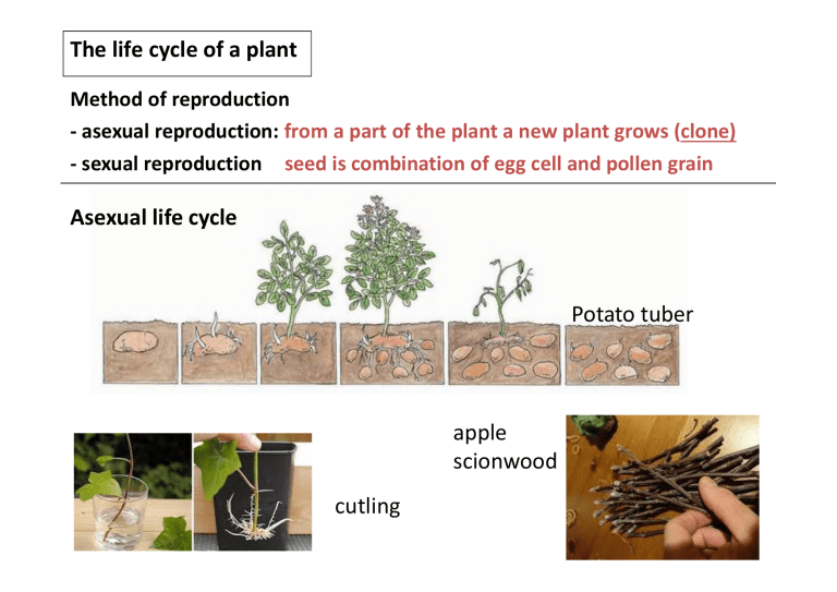 apple-life cycle