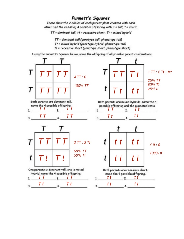 Punnett Square Worksheet: Genetics & Heredity