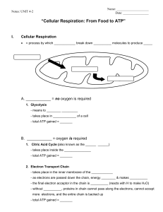cell respiration graphic organizer