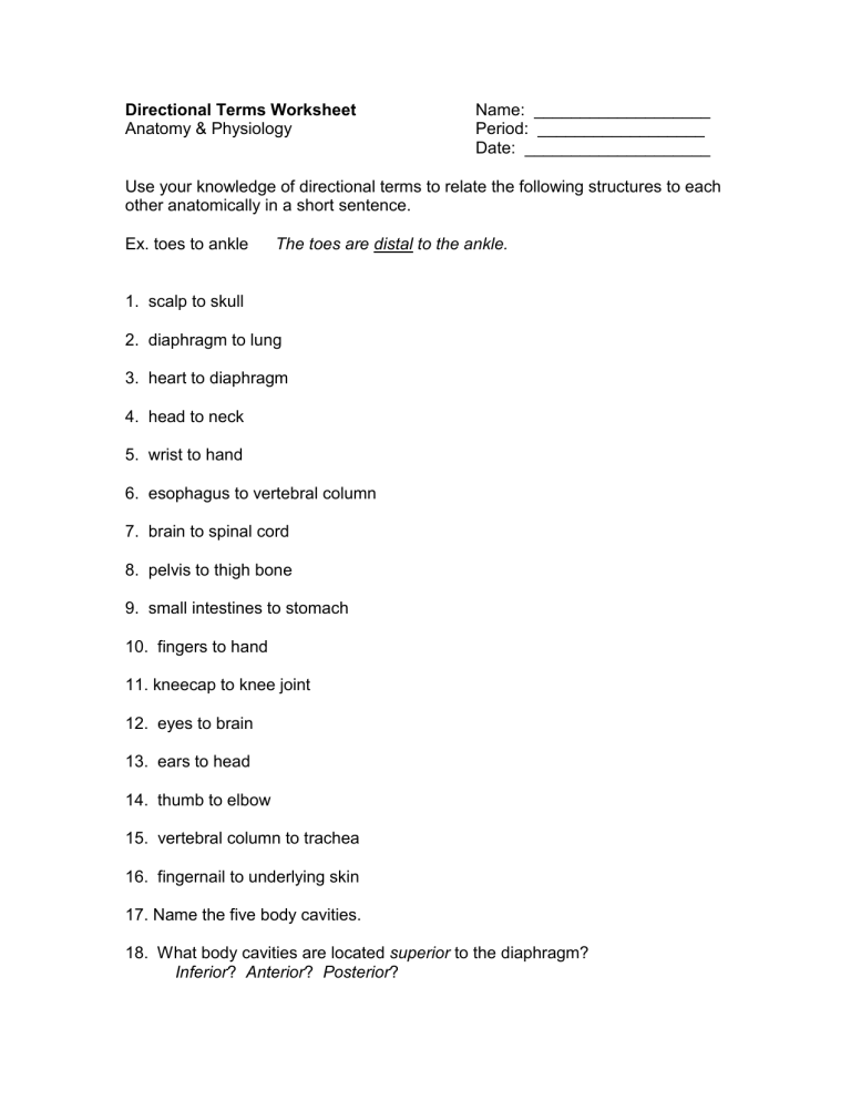 Anatomy & Physiology Directional Terms Worksheet
