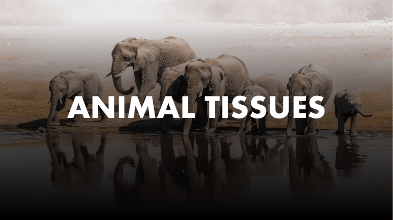 ANIMAL TISSUE CLASSIFICATION
