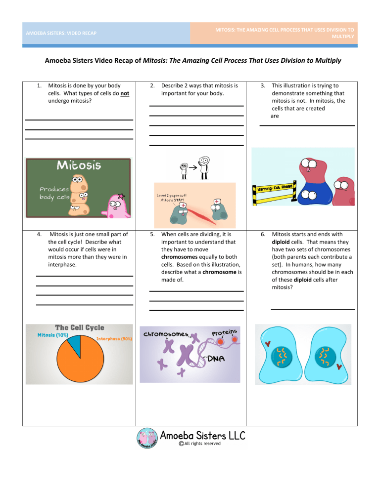 Mitosis Cell Division Worksheet
