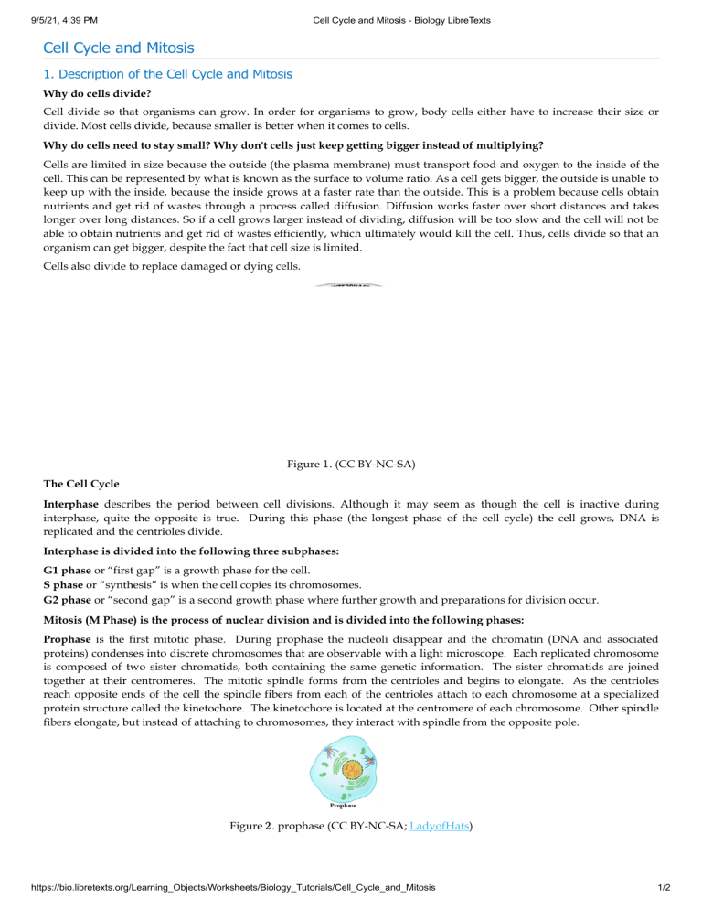 Cell Cycle and Mitosis Tutorial