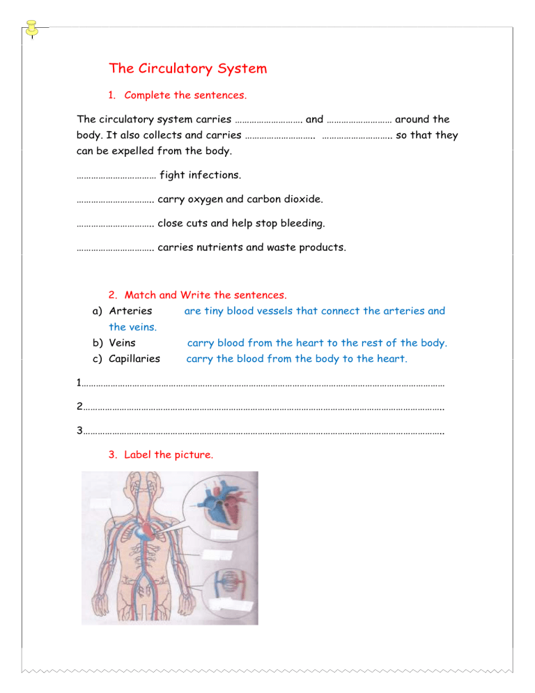 Circulatory System Worksheet: Anatomy & Physiology