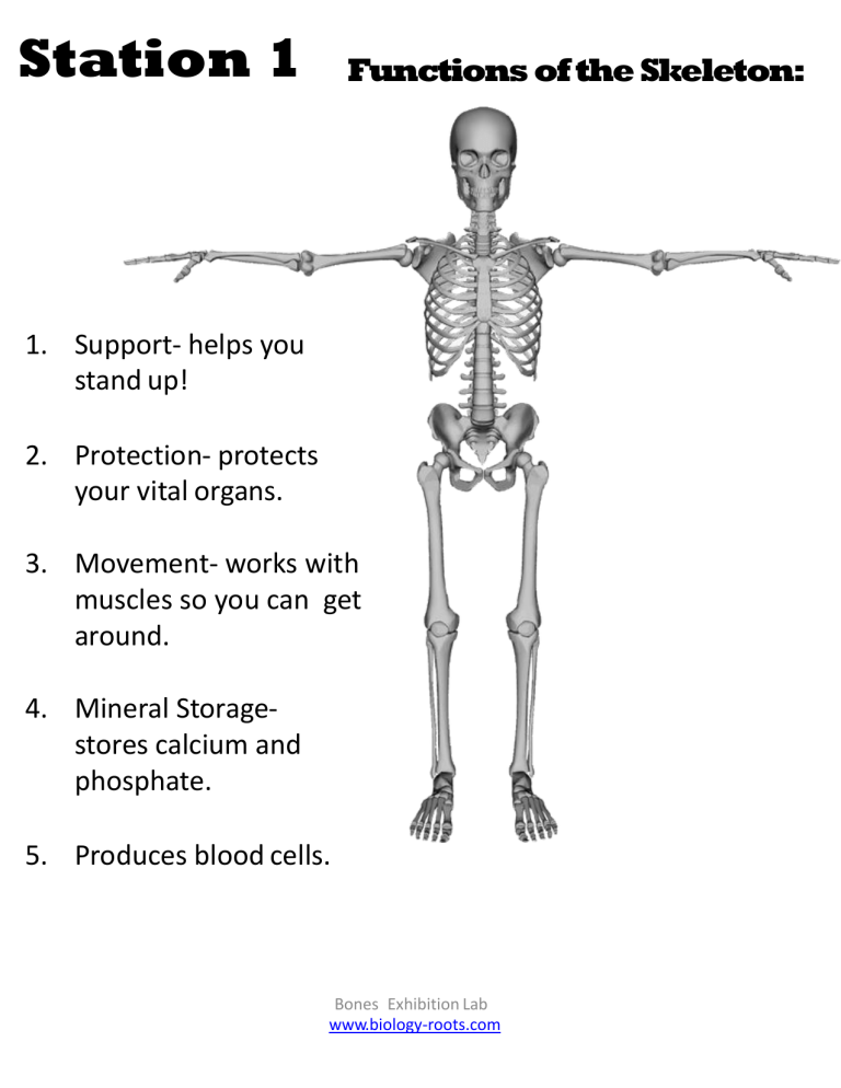 Skeletal System Lab: Functions, Bones, and Joints